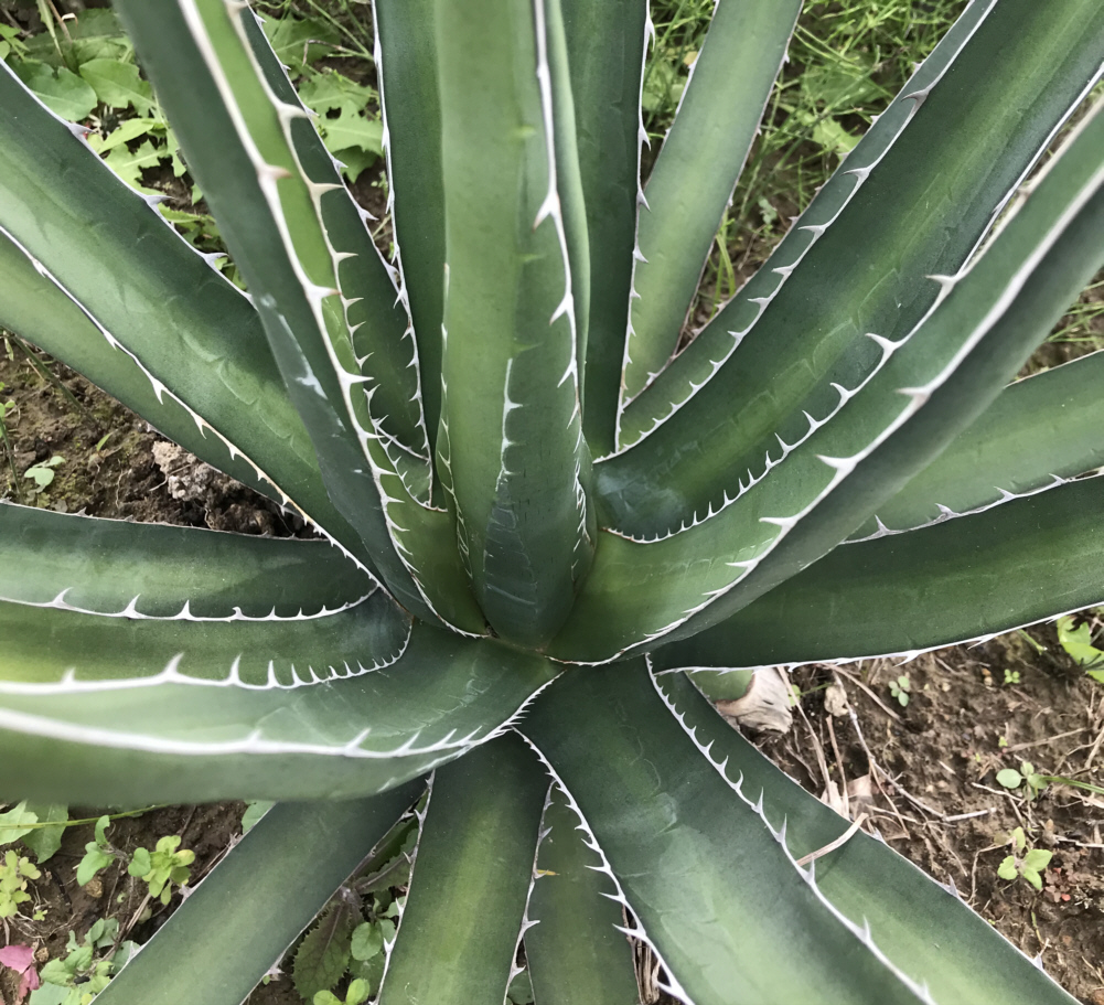 露地植え向きアガベ/サボテン・多肉植物の露地植え/ぱんさの 露地植え向きアガベ/サボテン・多肉植物の露地植え/ぱんさの