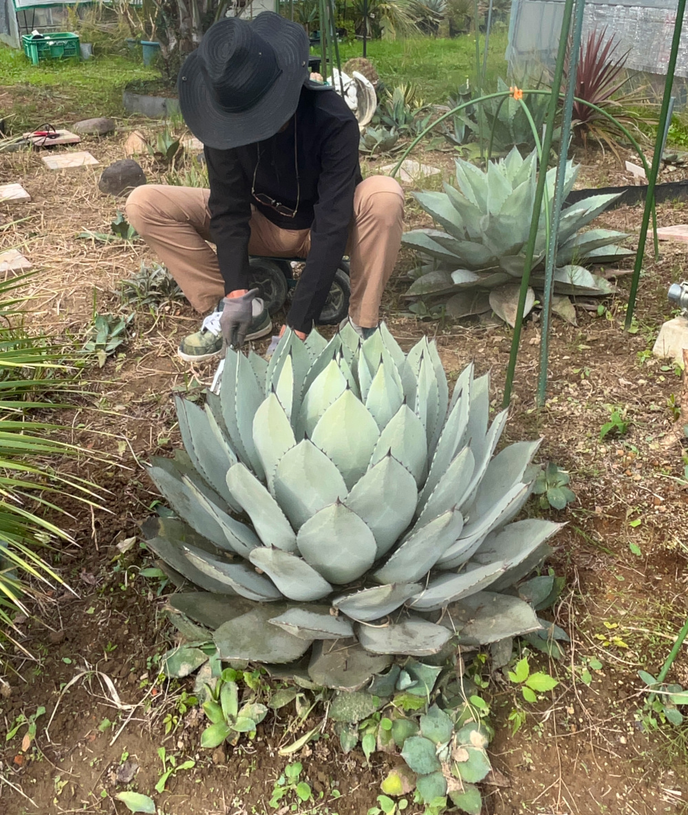 露地植え向きアガベ/サボテン・多肉植物の露地植え/ぱんさの 露地植え向きアガベ/サボテン・多肉植物の露地植え/ぱんさの