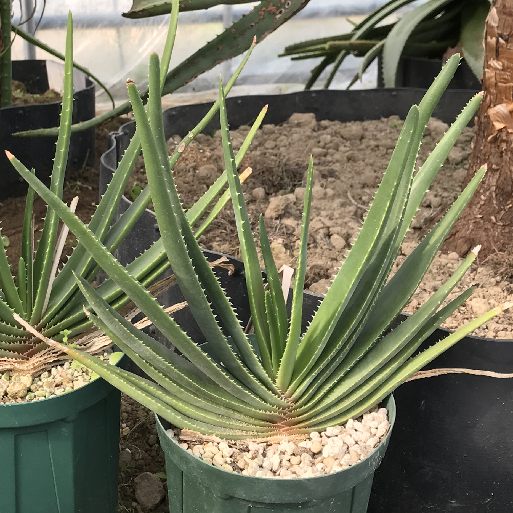 アロエ Aloe compressa var.schistophila (4枚目見本株)｜花、園芸
